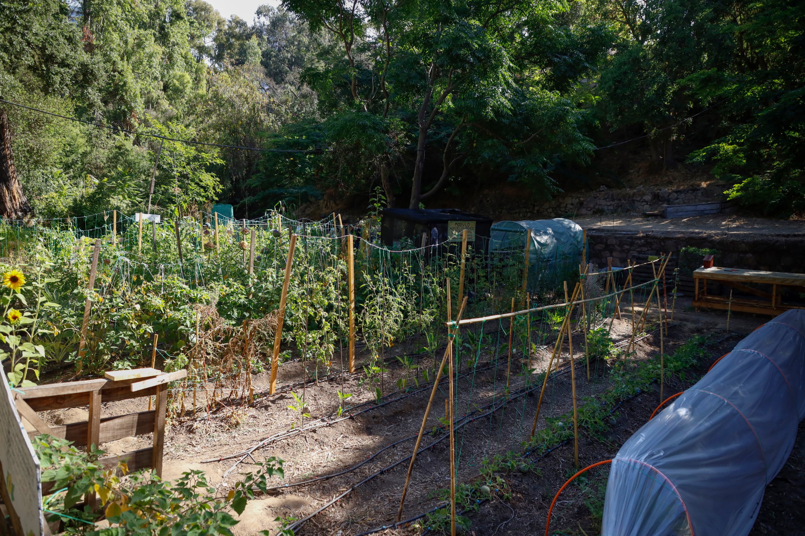 Huerta Comunitaria de Valparaíso: Un éxito rotundo durante esta ...